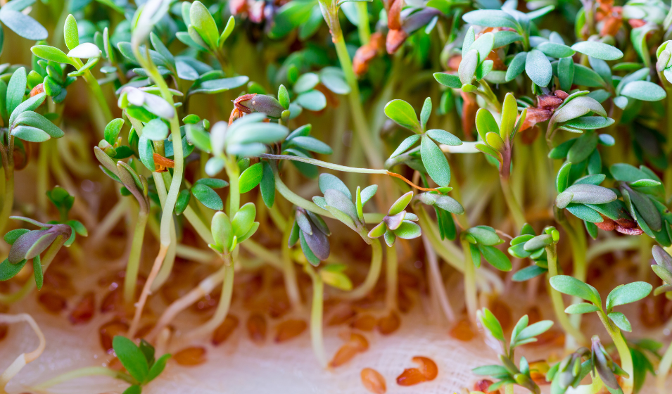 Flores Y Verduras Para Plantar Juntos Qué Cultivar En Cada Mes Del