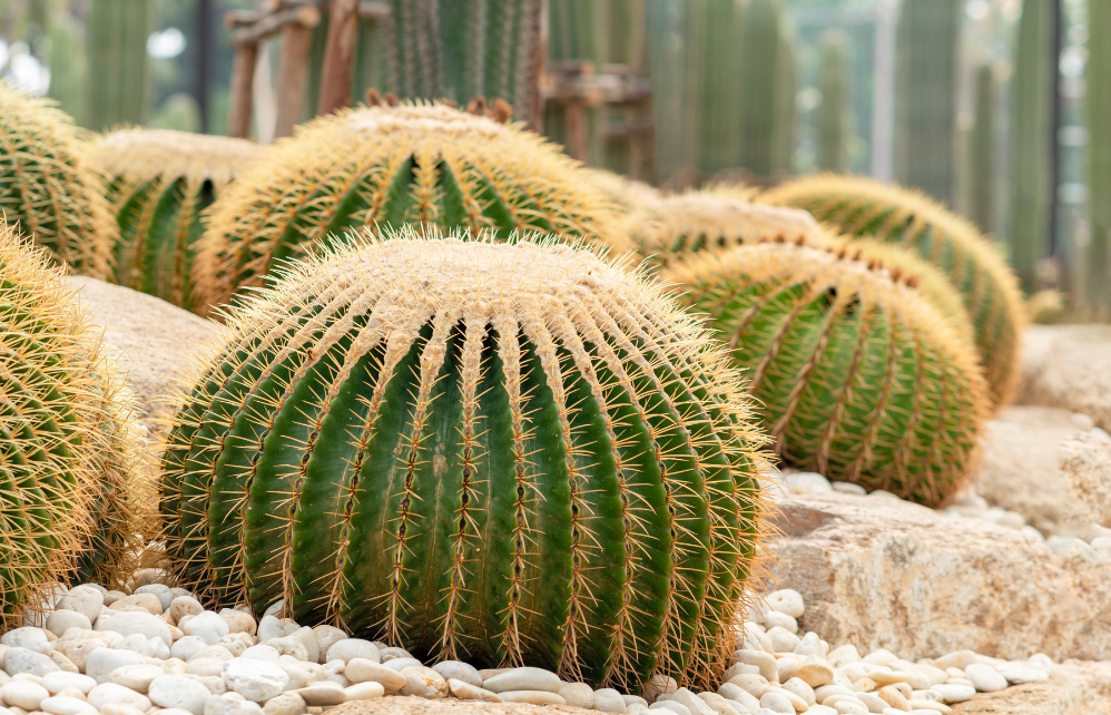 6 variétés originales de cactus à posséder chez soi - Jardiland