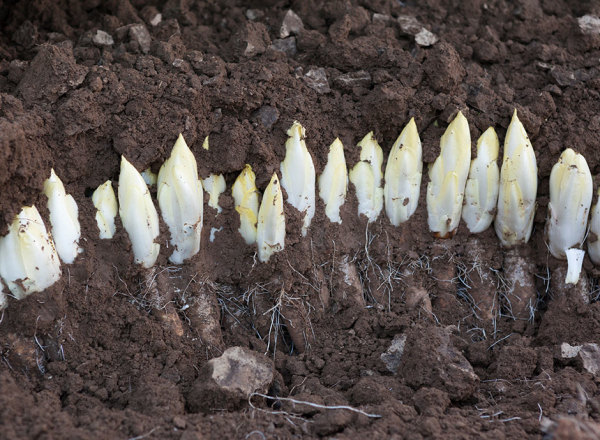 Comment planter les endives en pleine terre ? - Gamm vert