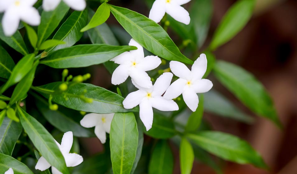 Comment réussir la culture du jasmin en pot ? - Jardiland