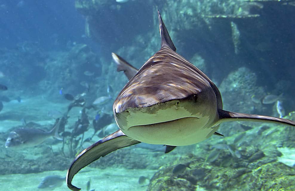 10 des animaux les plus rapides de la planète - Jardiland