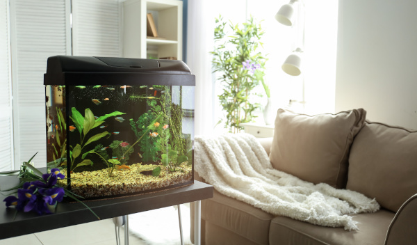 Aquarium : comment choisir l'emplacement idéal ? - Jardiland