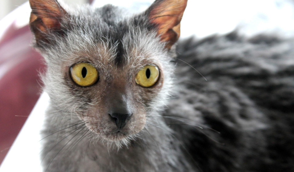 Lykoï : caractère, santé et éducation - Jardiland