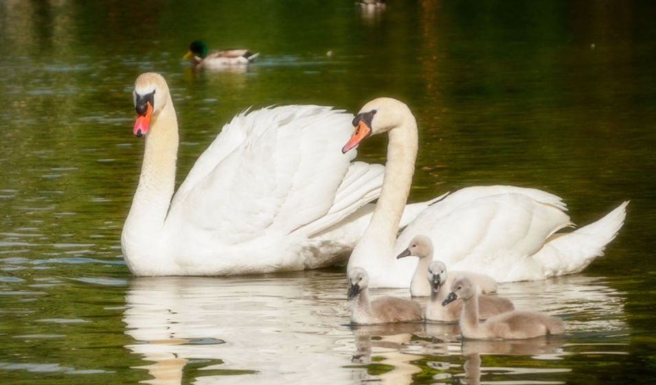 Dos Cisnes Blancos Abrazados