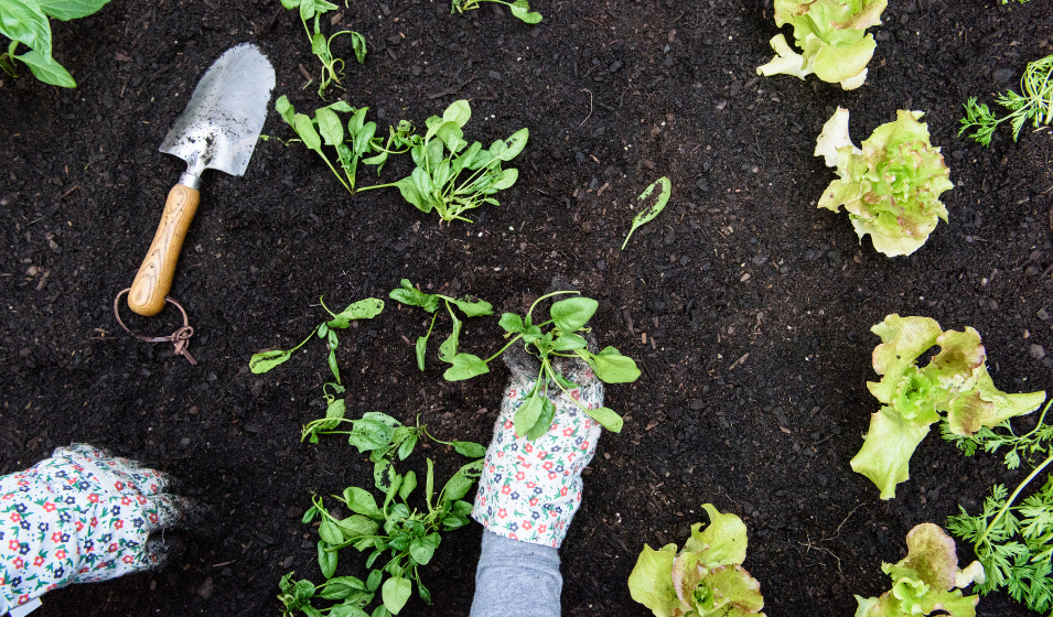 Verduras Para Plantar A Principios De Invierno Qué Plantar O Sembrar