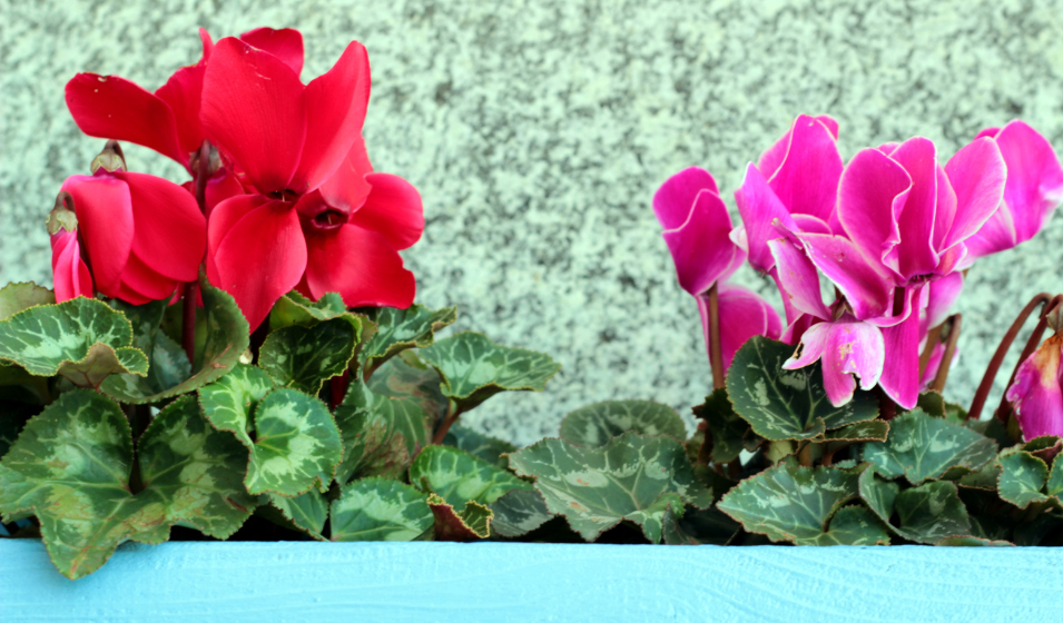 Mini ciclamen: plantación, cuidados y poda - Jardiland