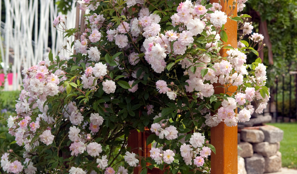 Rosales Con Ideas Para Parterres De Flores