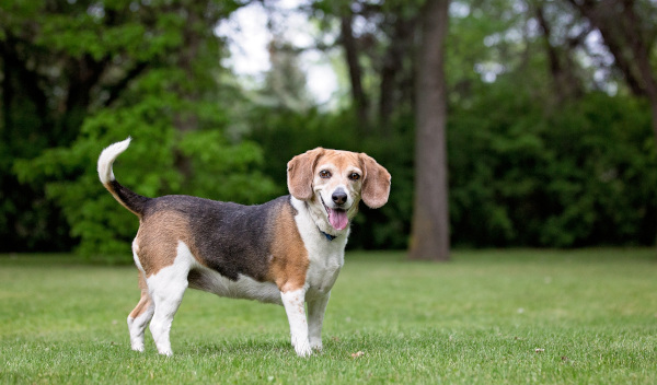 Surpoids et obésité chez les chiens : causes et conséquences - Jardiland
