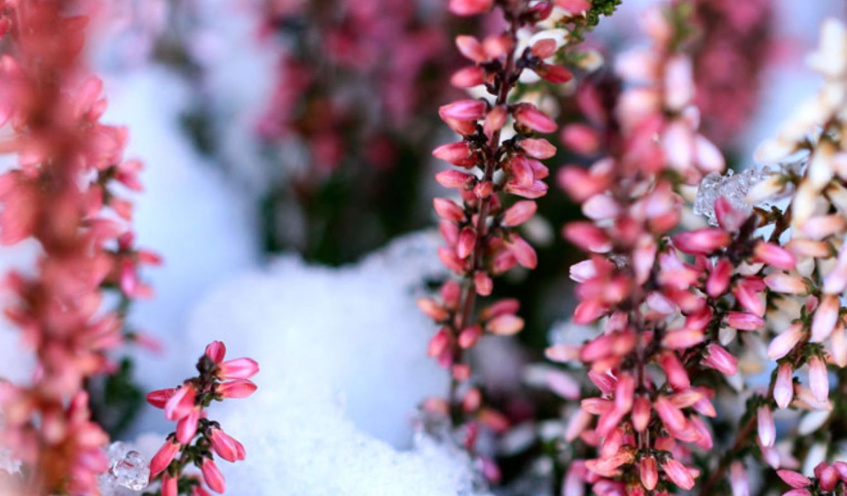 Las 8 flores más bonitas del invierno - Jardiland