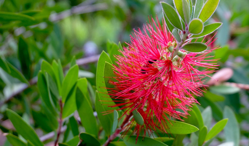 Rince-bouteille : plantation, entretien et floraison - Jardiland