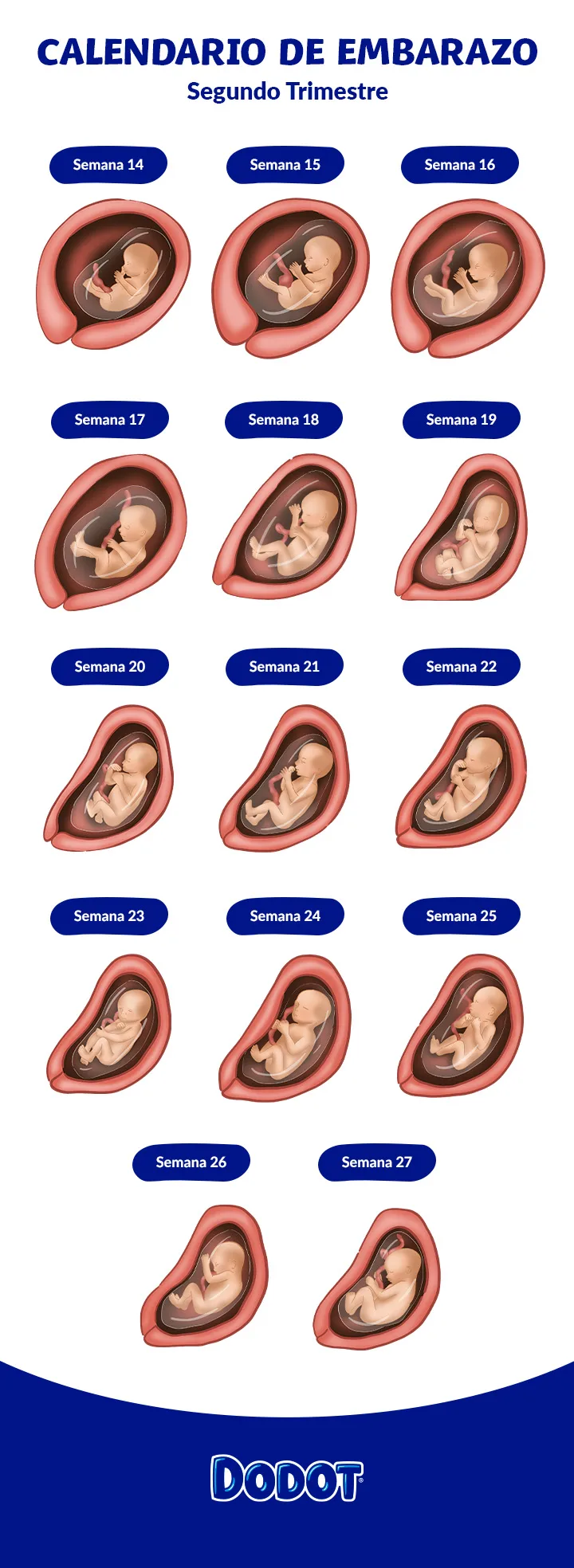 Segundo trimestre: desarrollo fetal y síntomas | Dodot