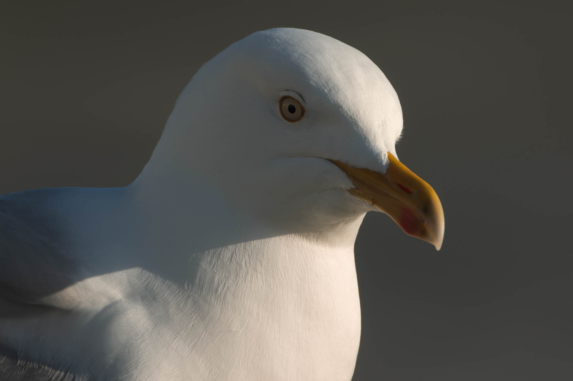 Review: Sigma 200-500mm f/2.8 | MPB