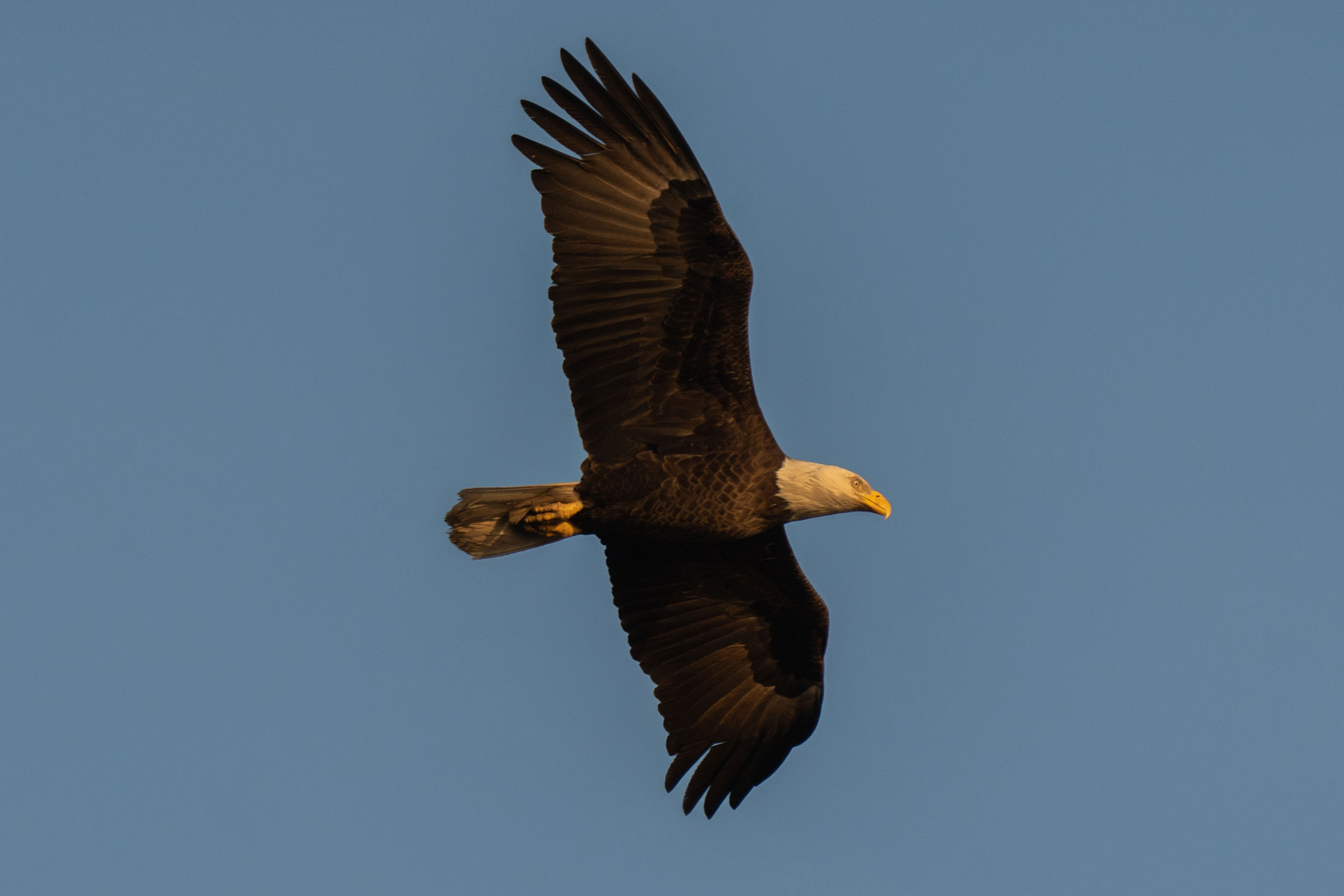 Photographing bald eagles with Matthew Weathersby | MPB
