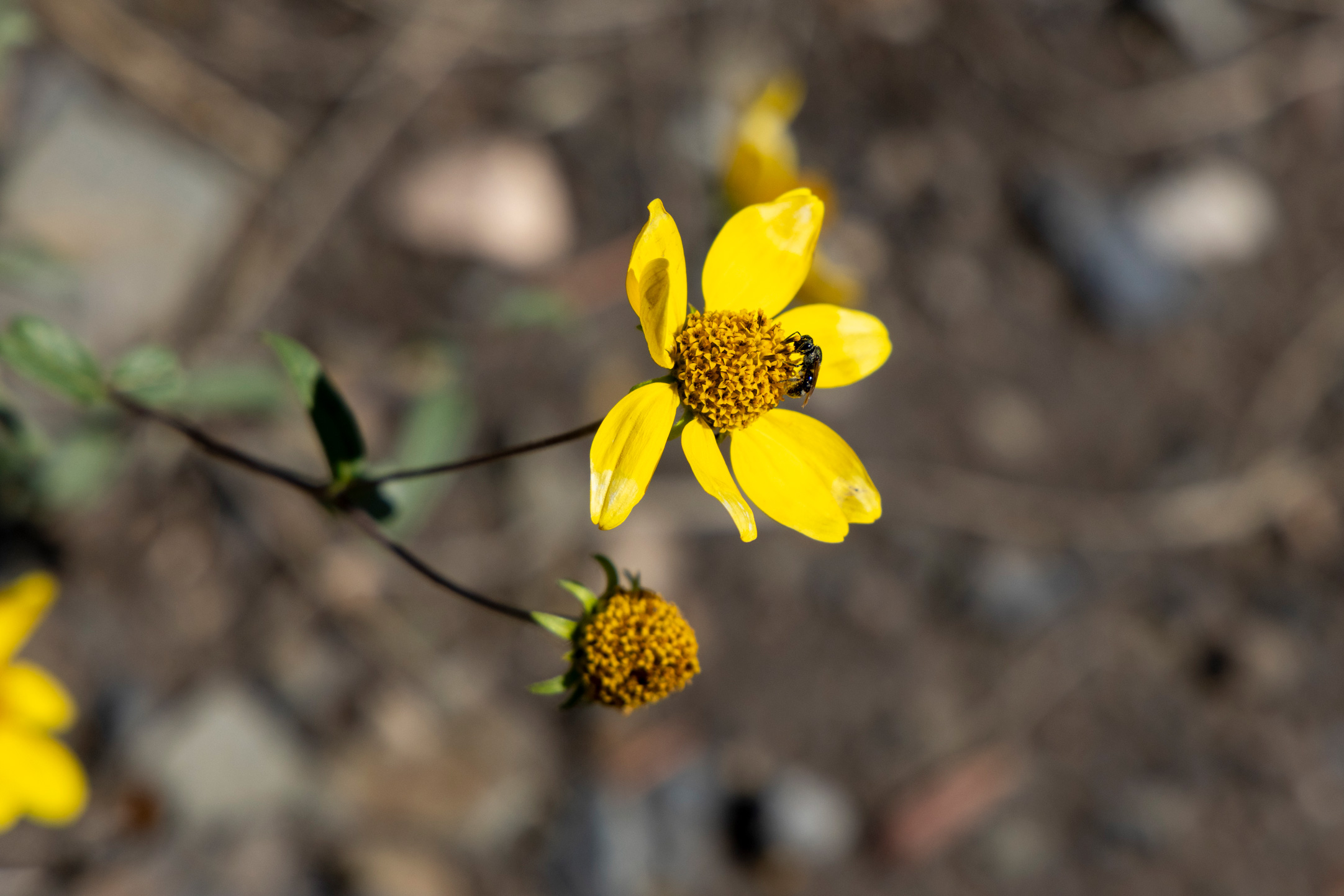 Canon EOS R7 | Spiegellose APS-C-Kamera | MPB