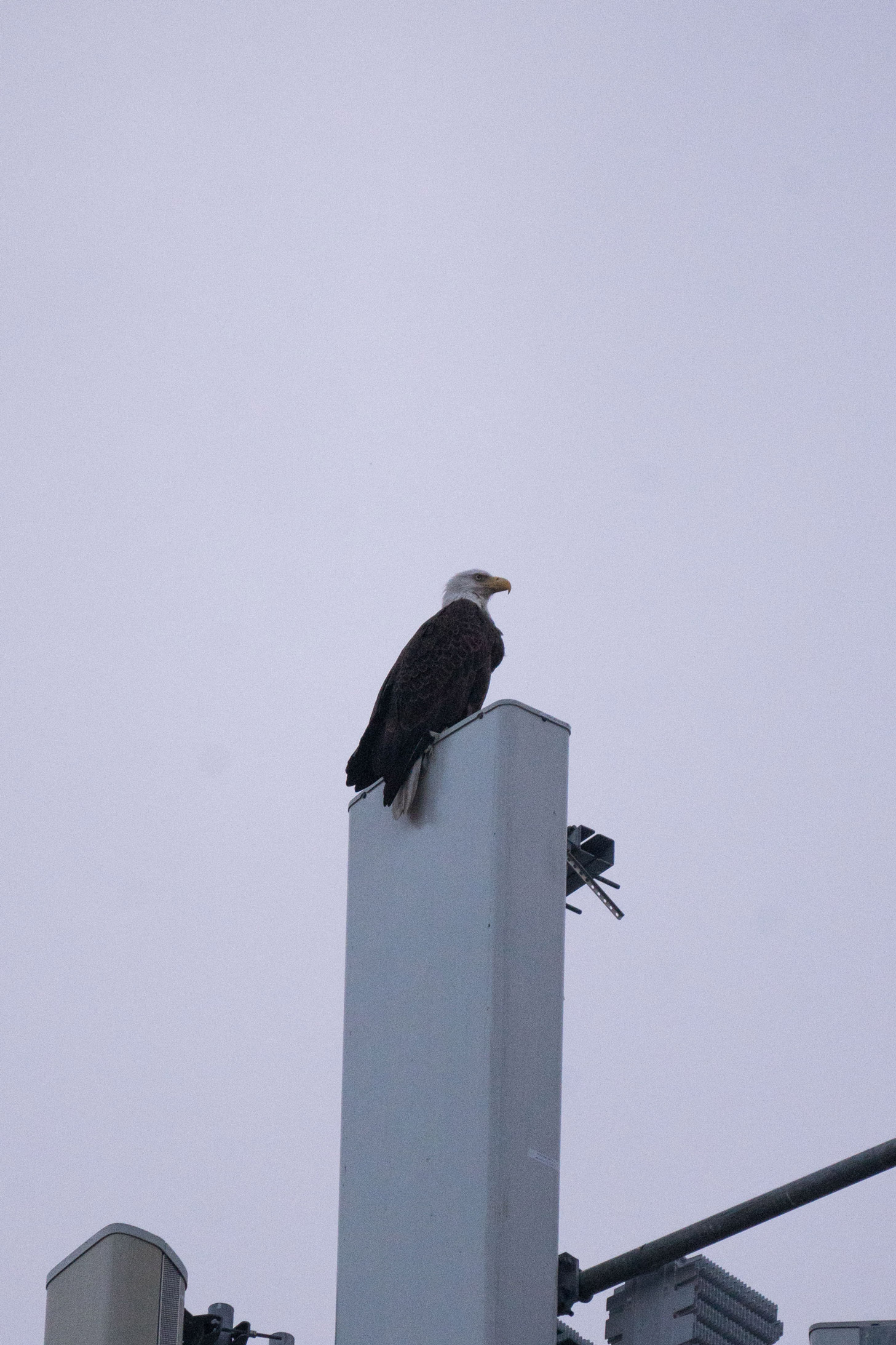 Photographing bald eagles with Matthew Weathersby | MPB