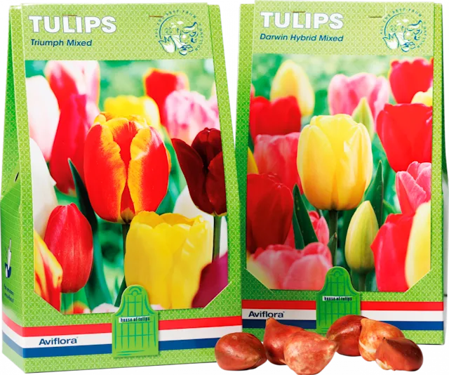 Dutch Tulip bulbs