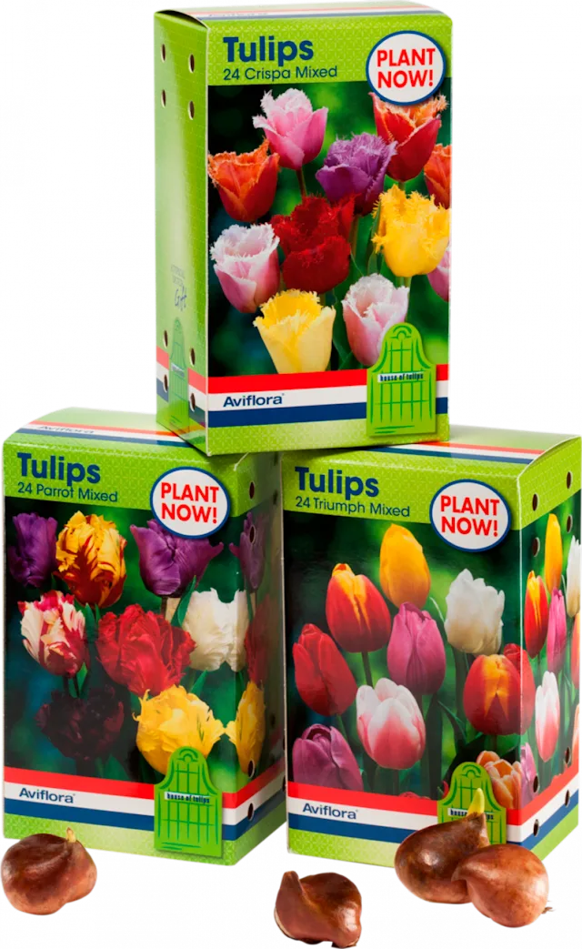Schiphol | AviFlora - Verse boeketten en tulpen