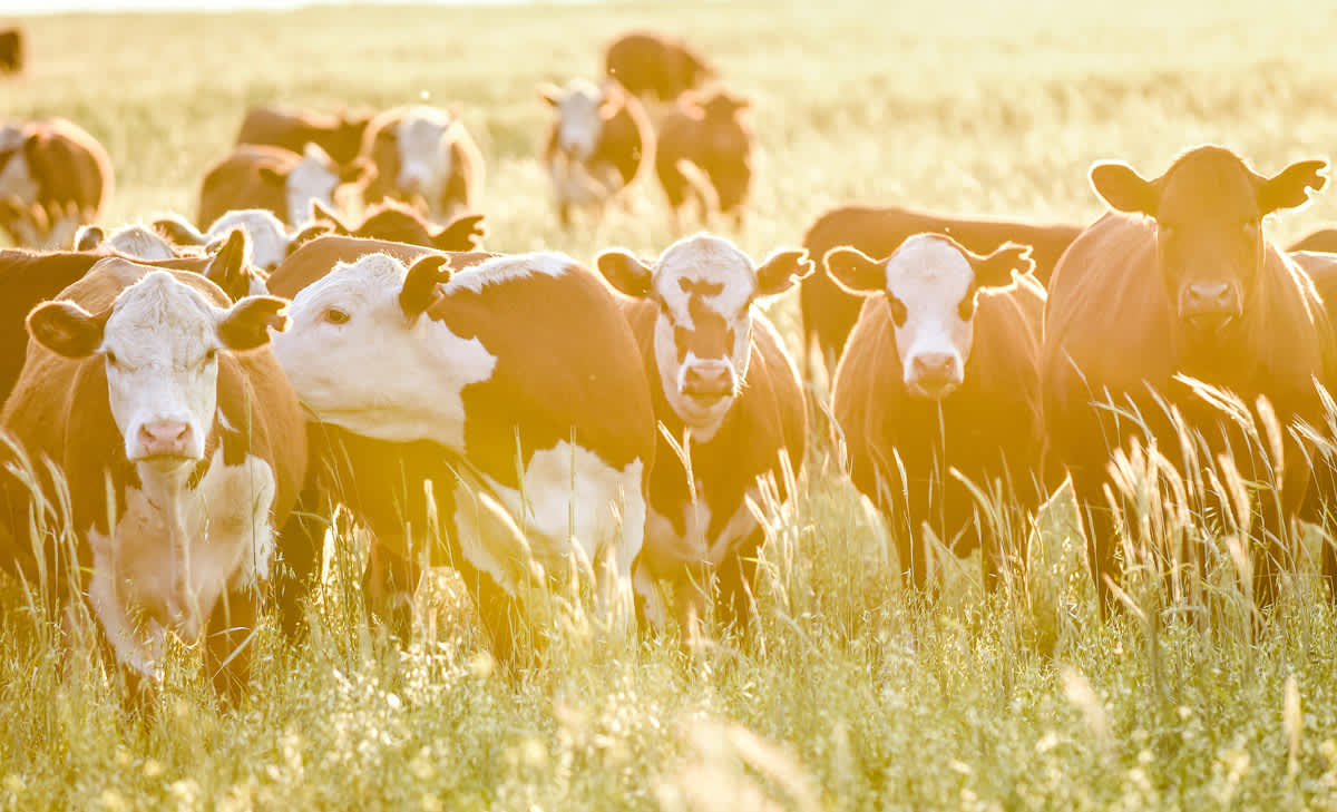 Cowra Local Livestock Health Update - Pestivirus | The Cowra Phoenix ...