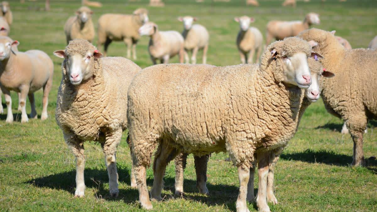 Cowra Local Livestock Health Update Time For The First Summer Drench ...