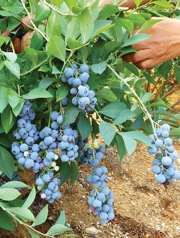 Pruning a Blueberry Bush for Big, Bountiful Harvests - Burpee