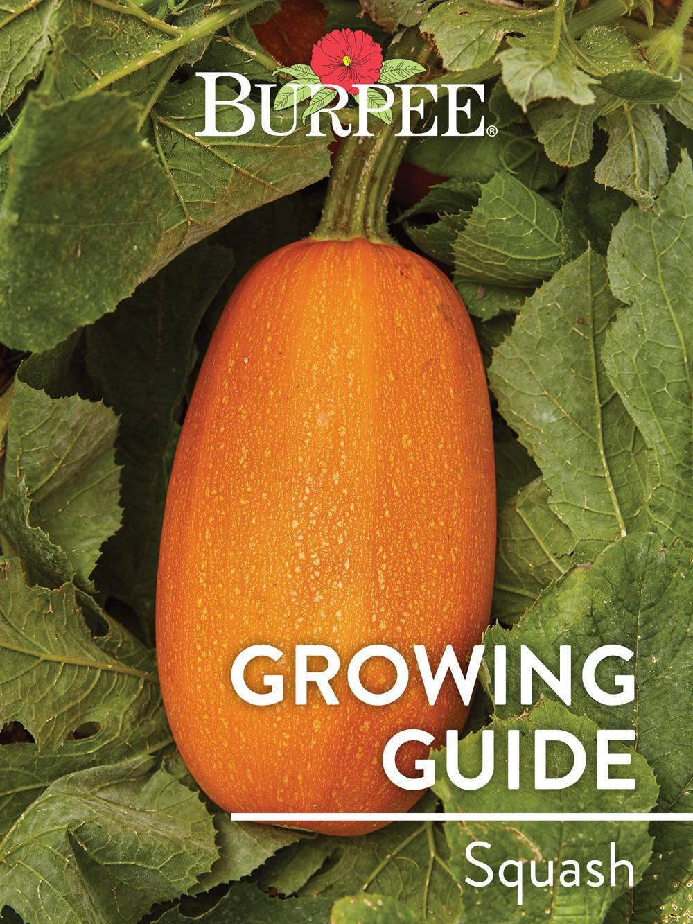 Learn About Squash | Burpee Gardening - Burpee