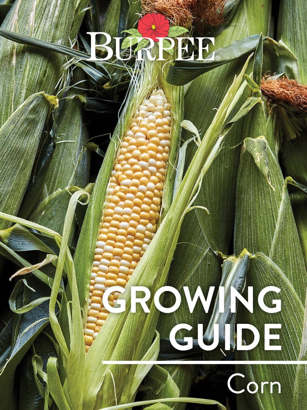 Learn About Corn | Burpee Gardening - Burpee