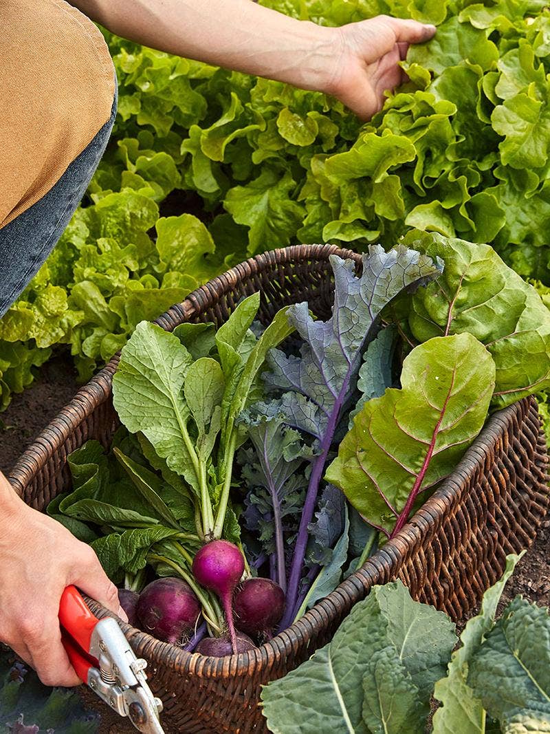 Plant a Garden for Fall - Burpee