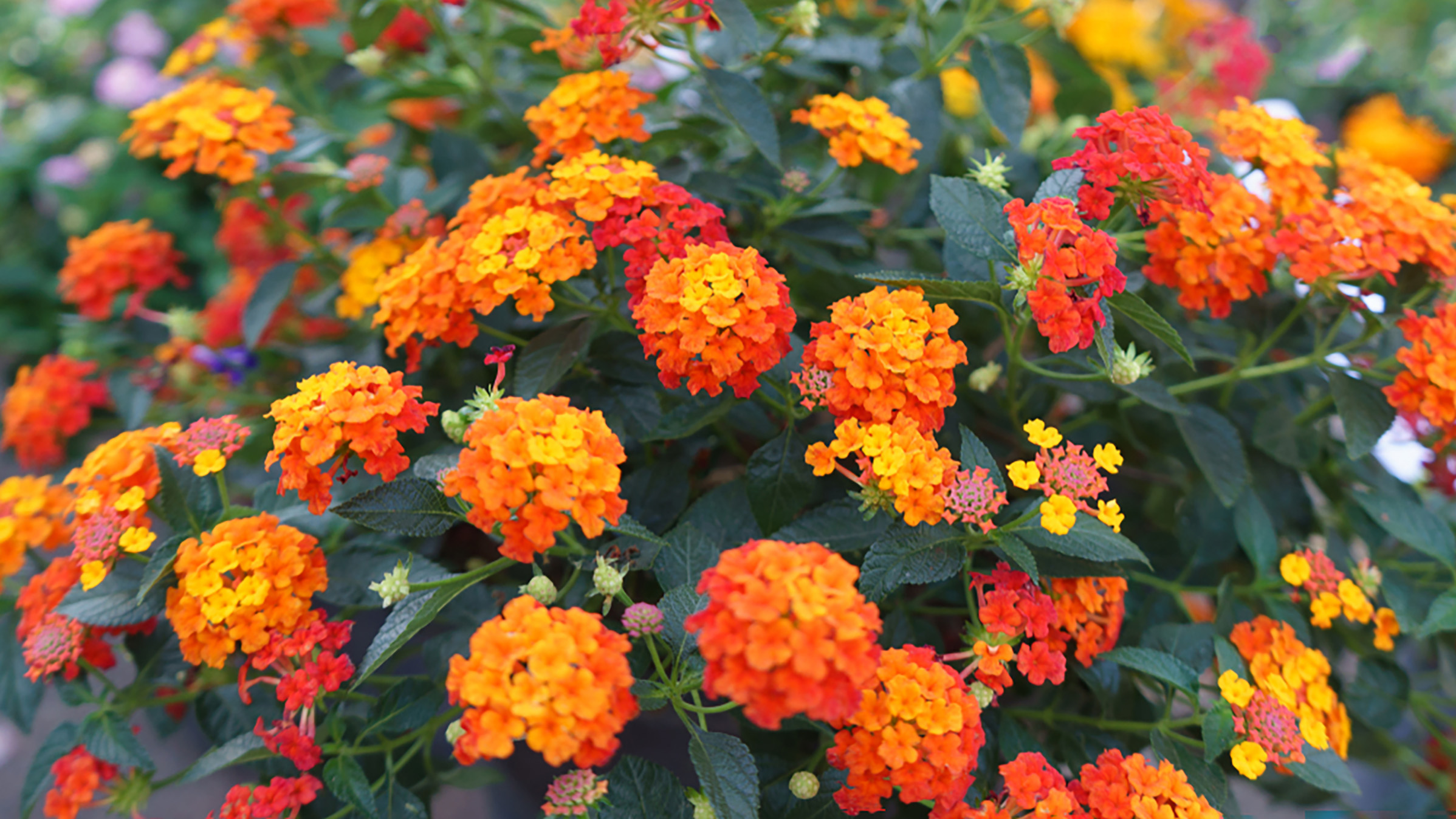 Pictures Of Outdoor Plants And Flowers