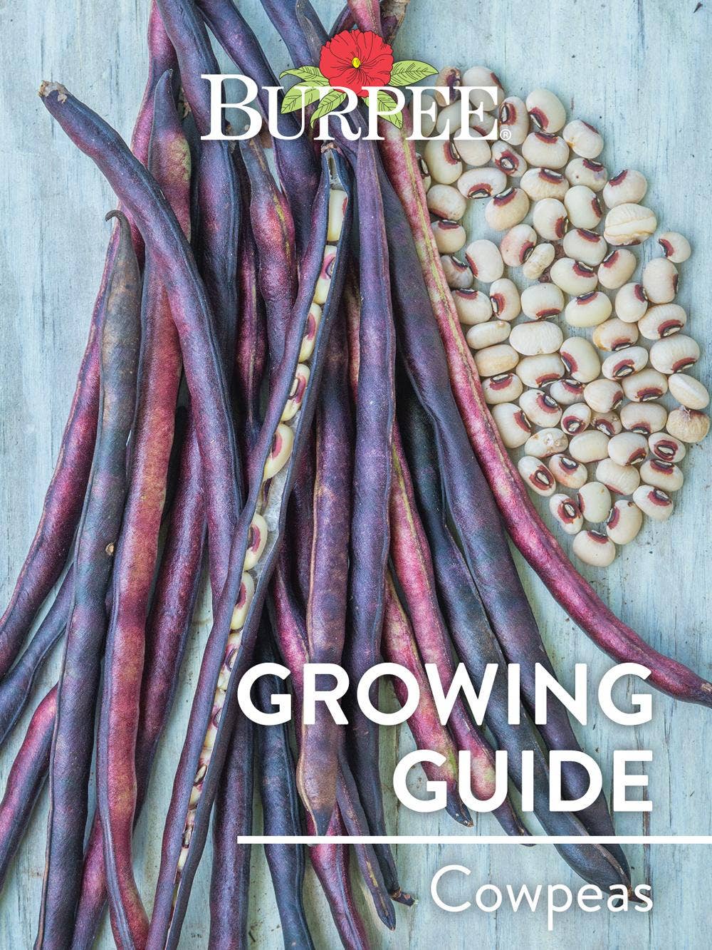 Learn About Cowpeas - Burpee
