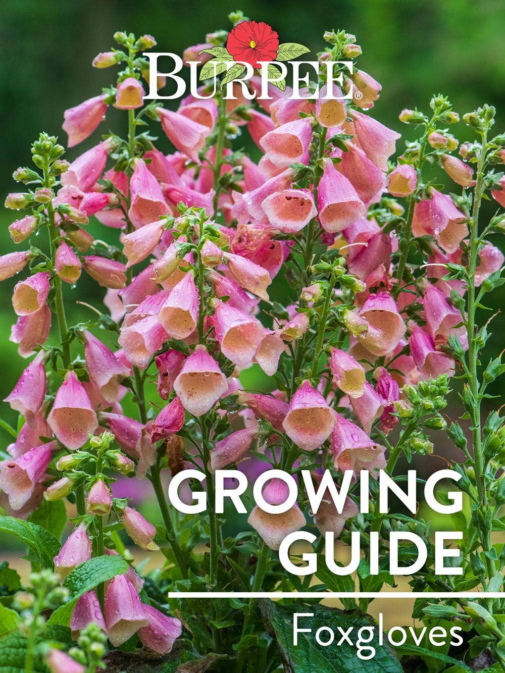 Growing Perennial Foxgloves