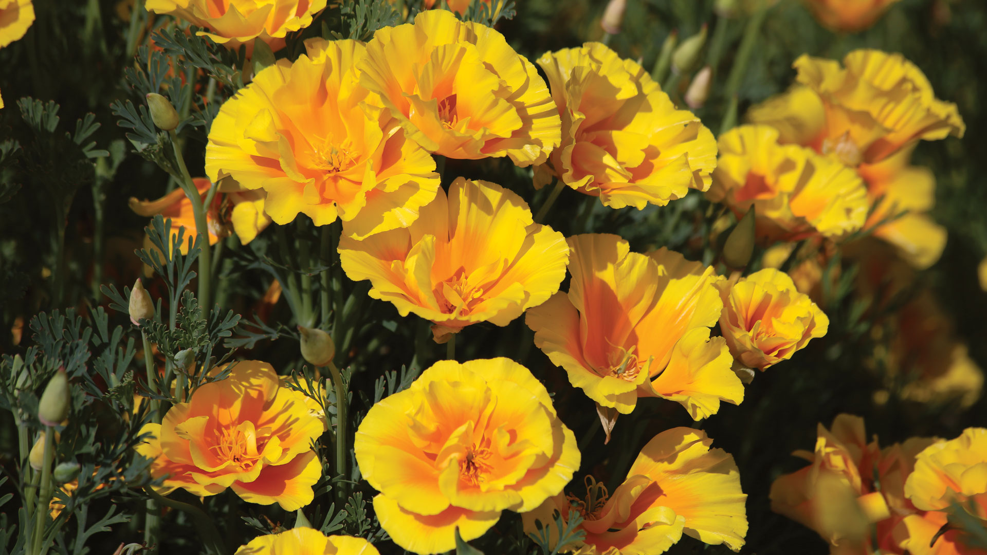 How to Grow Poppies | Burpee's Garden Guide - Burpee