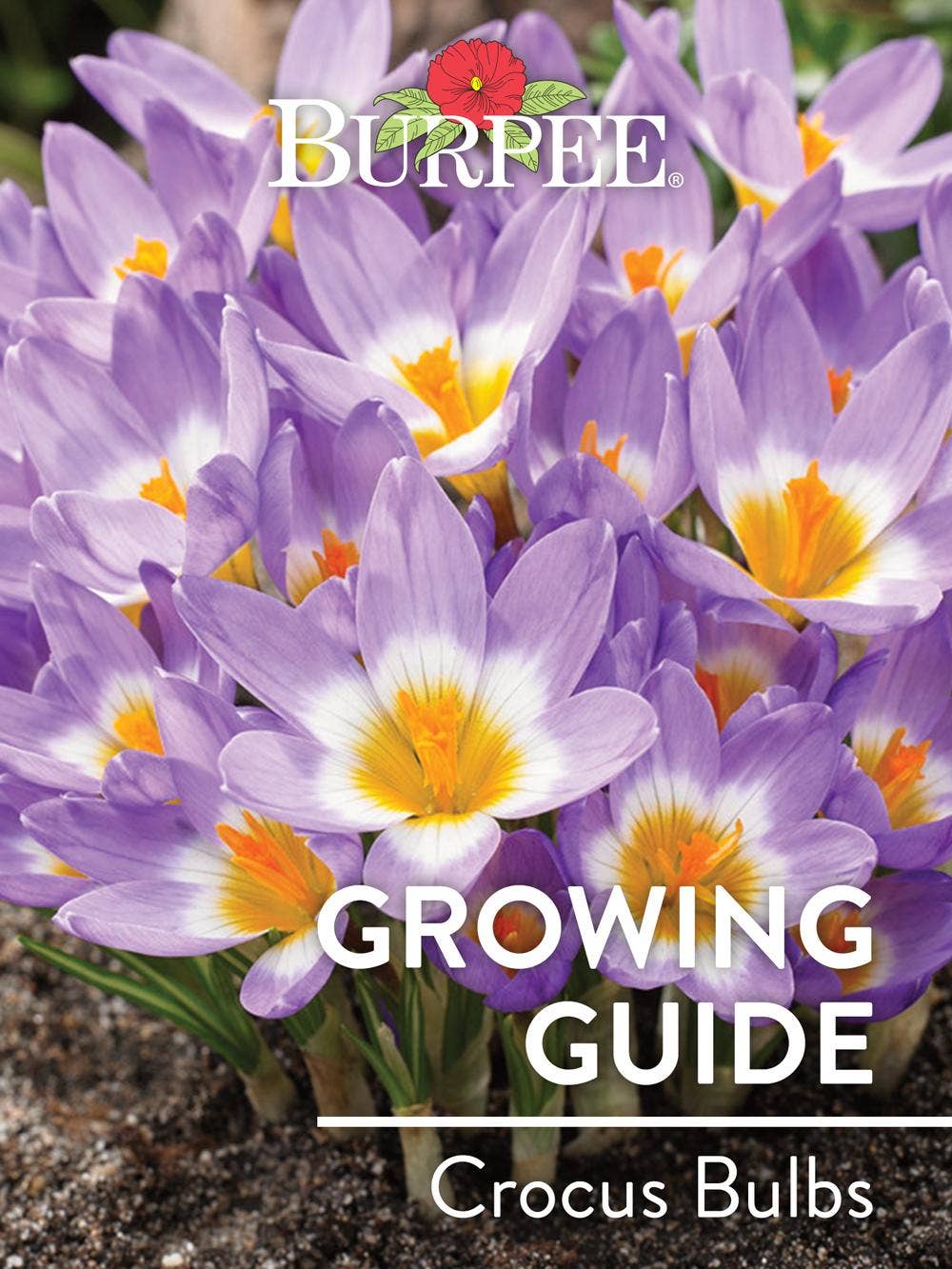 Learn About Crocus Bulbs - Burpee