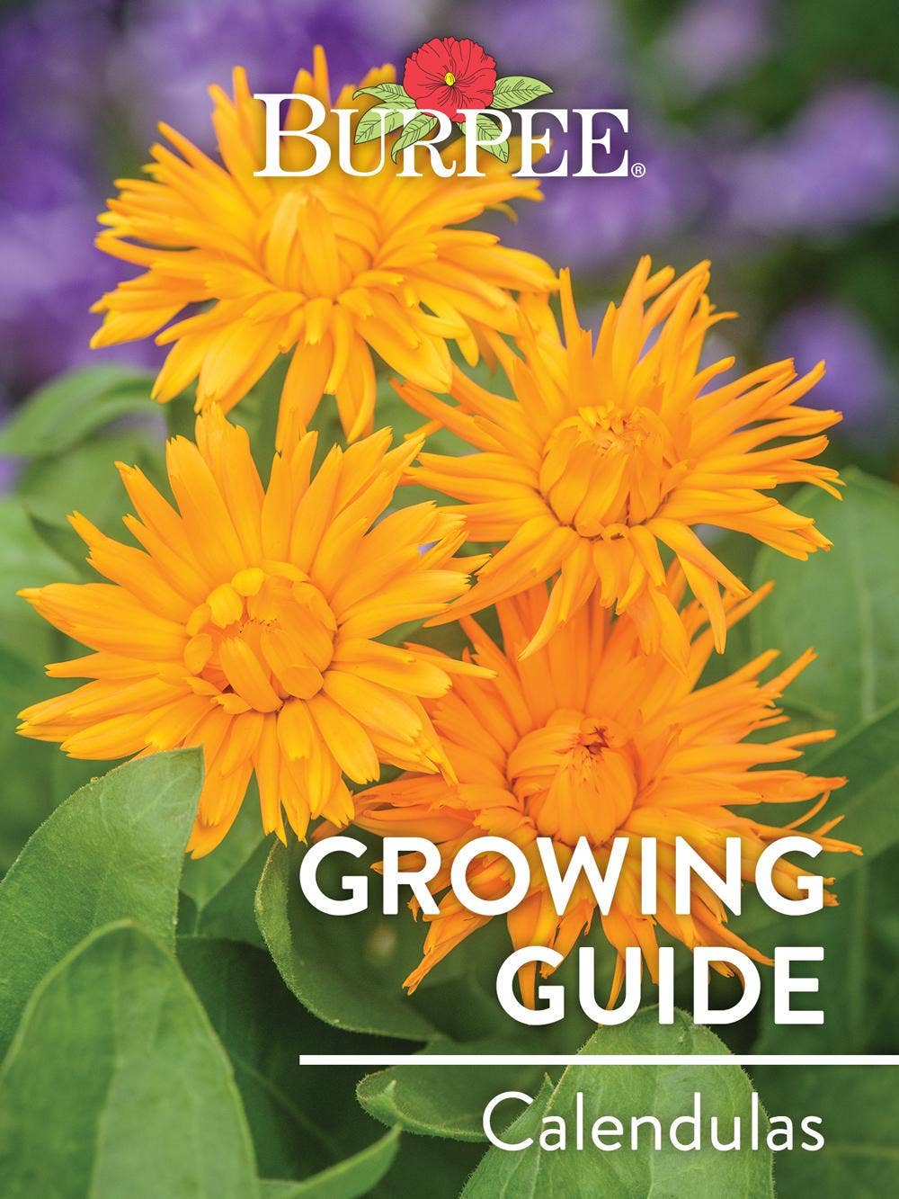 Learn About Calendulas | Burpee Gardening - Burpee