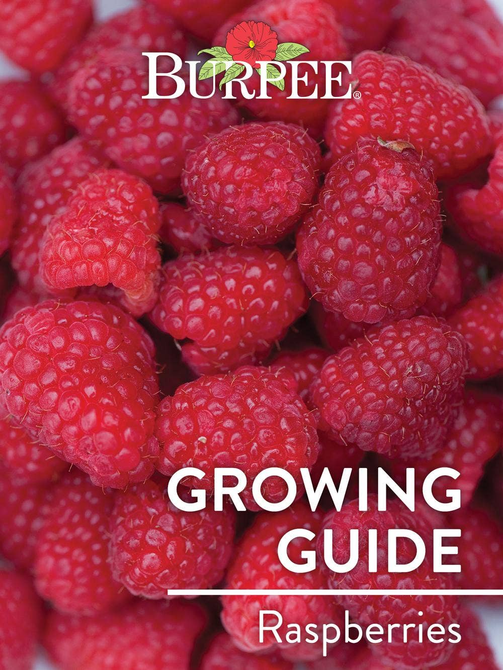 Raspberries Growing Guide