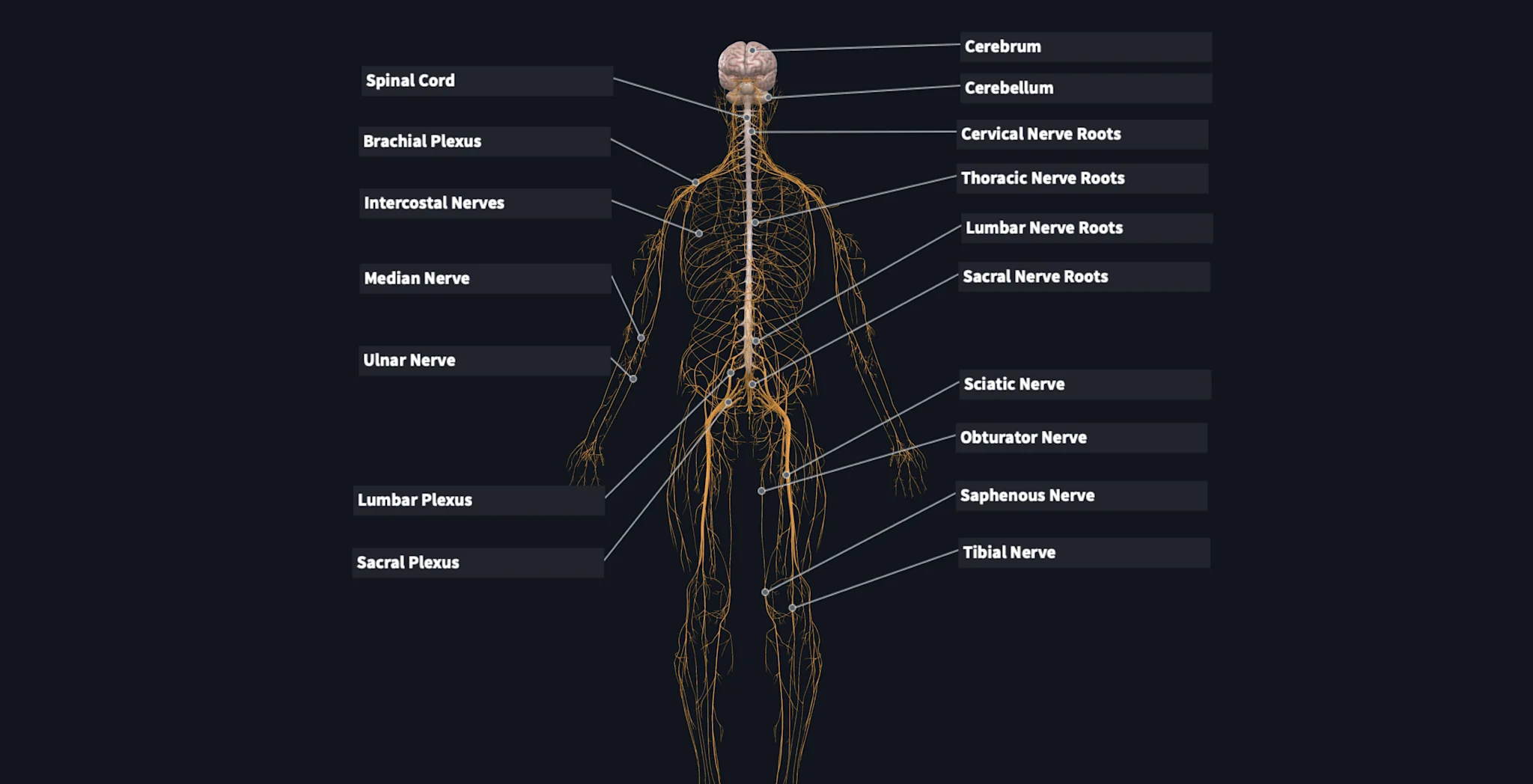 Flashcard: Nervous System