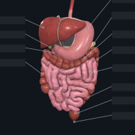 Flashcard: Digestive system - overview of the digestive system organs