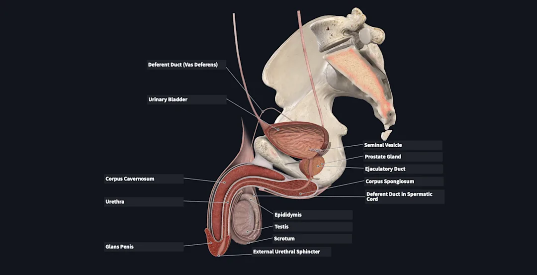 Flashcard: Male reproductive system
