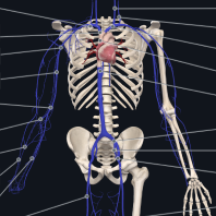 Flashcard: Circulatory System - veins venae cavae and main veins