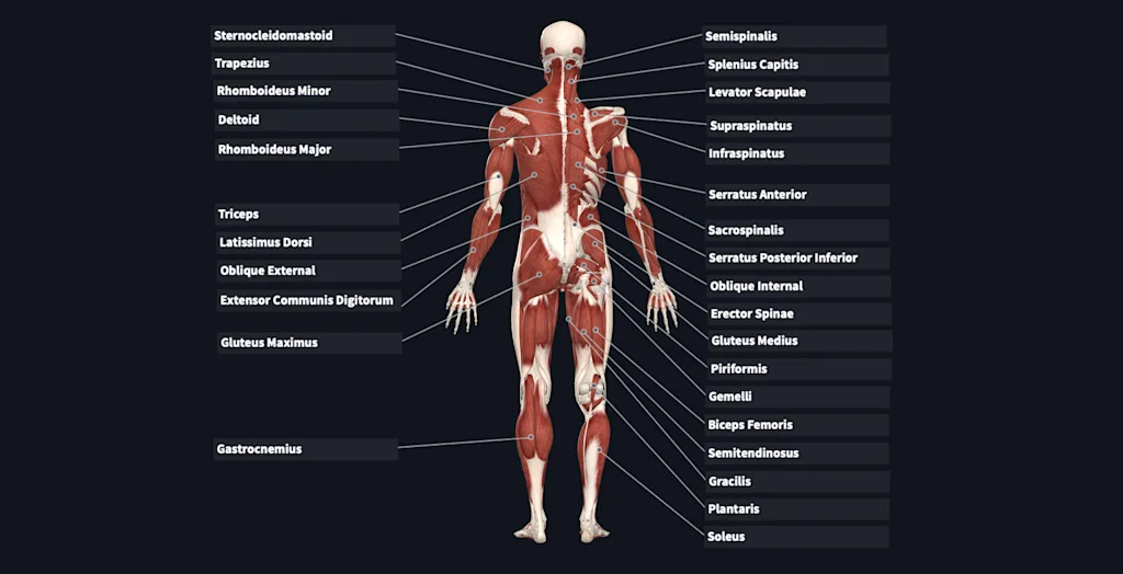 Flashcard: Muscles back view