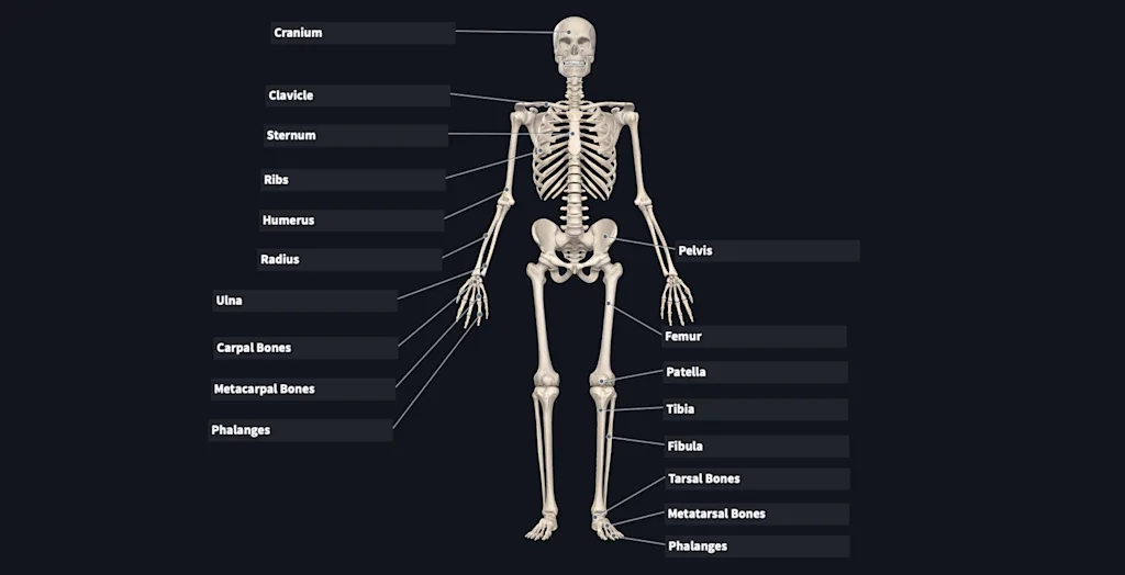 Flashcard: Skeletal System - anterior