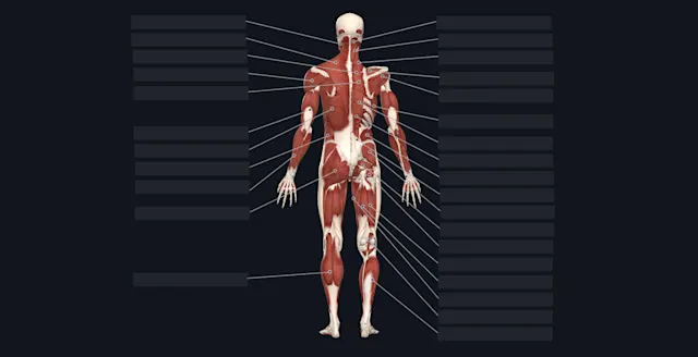 Flashcard: Muscles back view