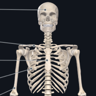 Flashcard: Skeletal System - anterior