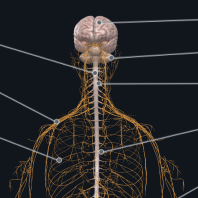 Flashcard: Nervous system distribution of the major nerves