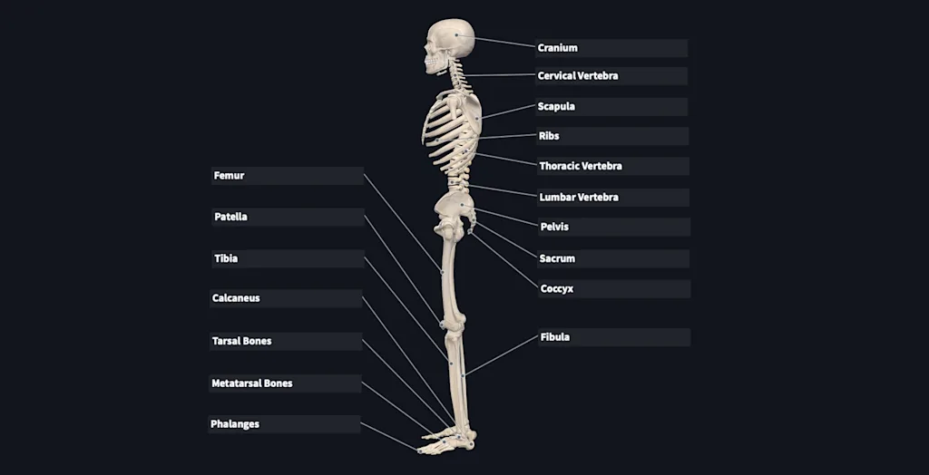 Flashcard: Skeletal System - lateral