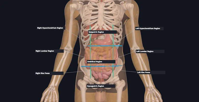 Flashcard: Surface anatomy main surface anatomical regions of the abdomen
