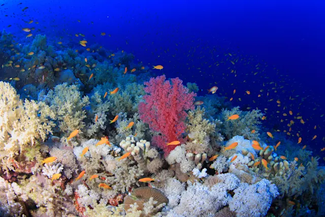 Top 5 Sehenswürdigkeiten am Roten Meer | Tourlane