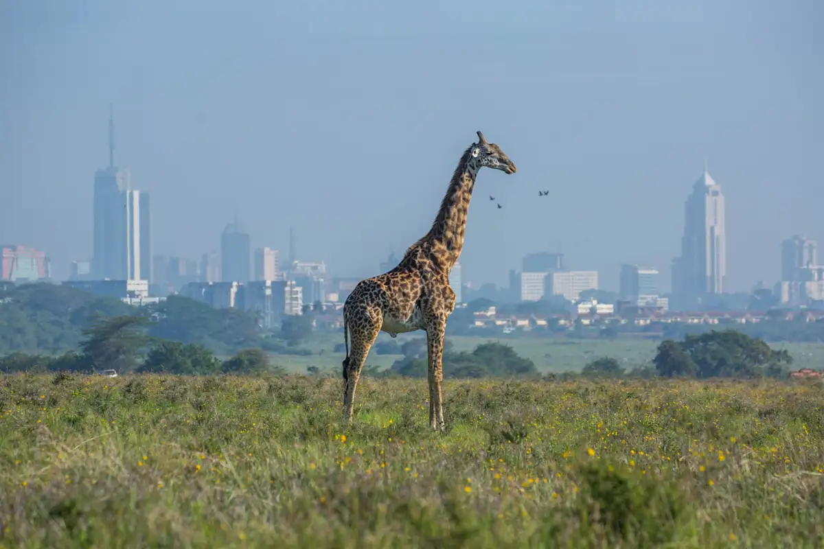 Voyage de noces au Kenya : circuits personnalisés | Tourlane