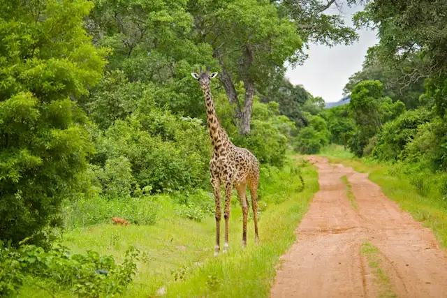 Südafrika-Roadtrip: Routen & Reiseplanung | Tourlane