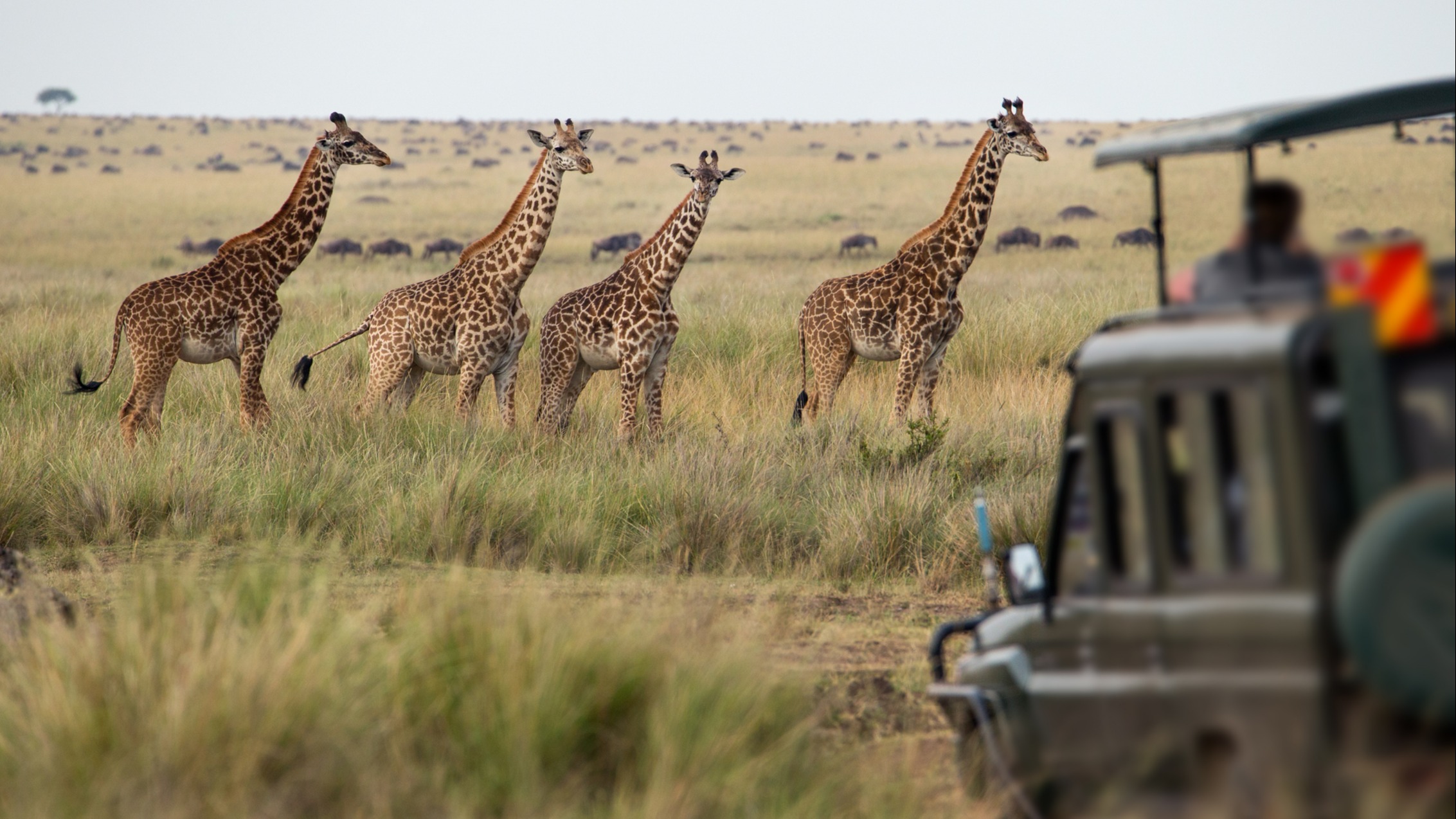 Safari au Botswana en famille de 12 jours | Tourlane