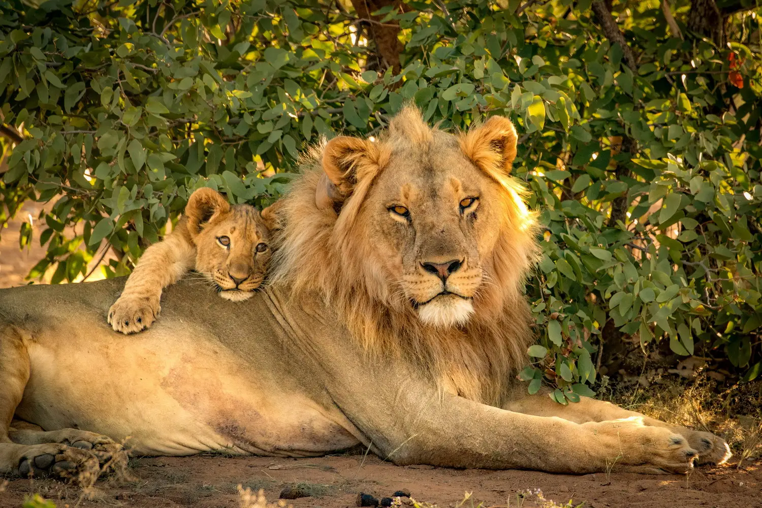 Essen in Namibia: Top 10 namibische Spezialitäten | Tourlane